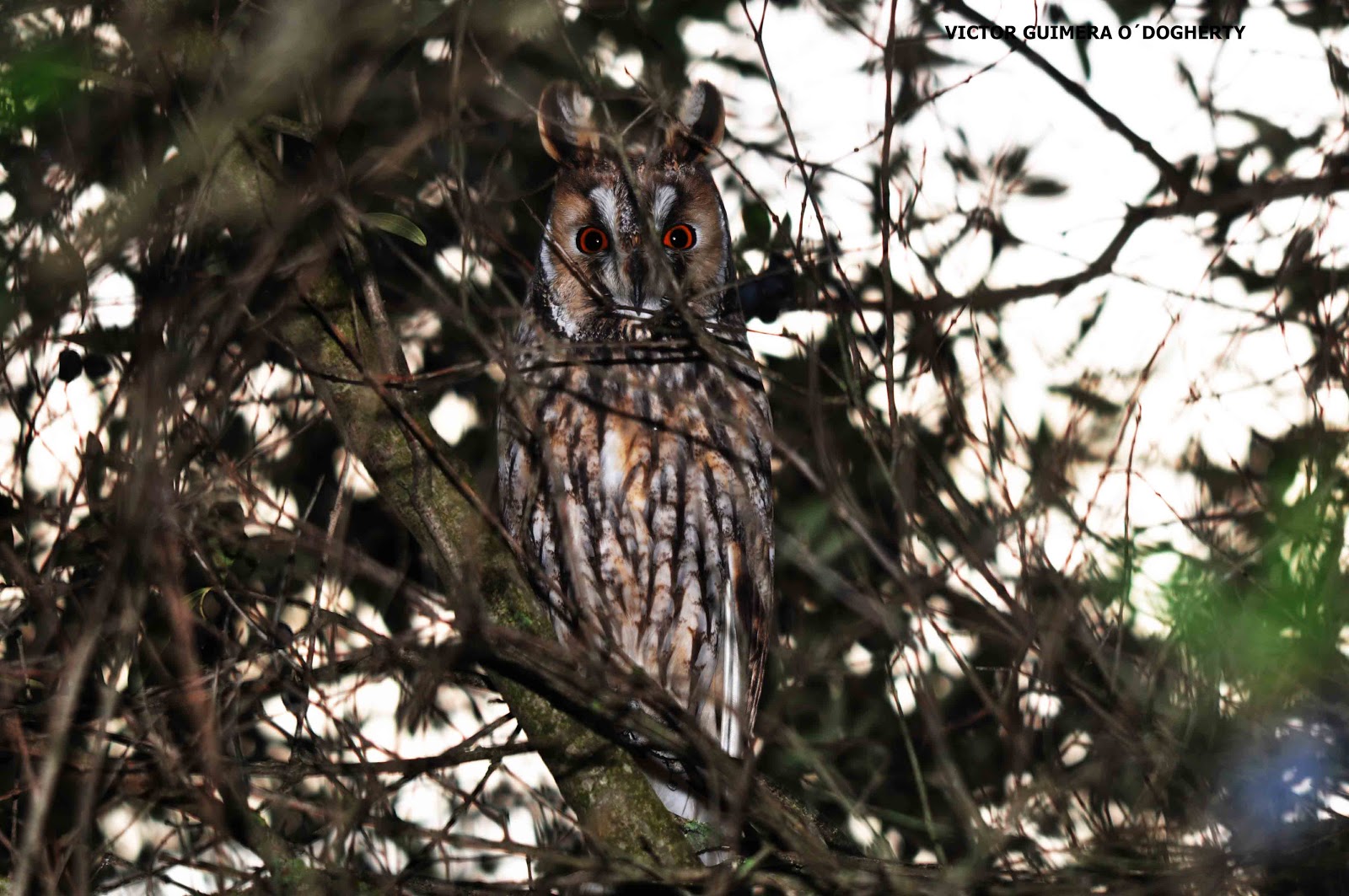 Mis imágenes de aves: EL BUHO CHICO