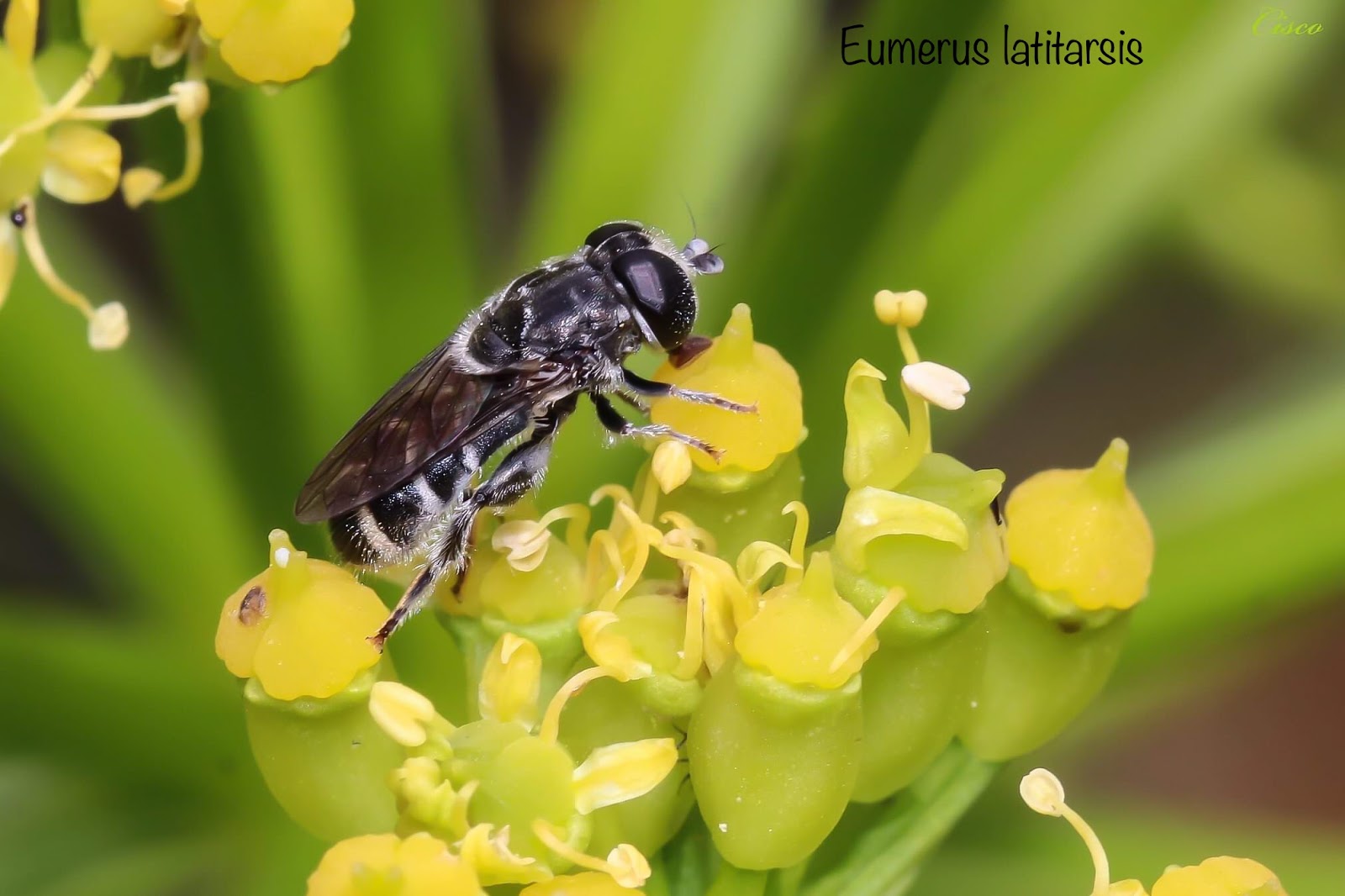 Cuaderno de campo. Naturaleza de Canarias: Sírfidos (Syrphidae)