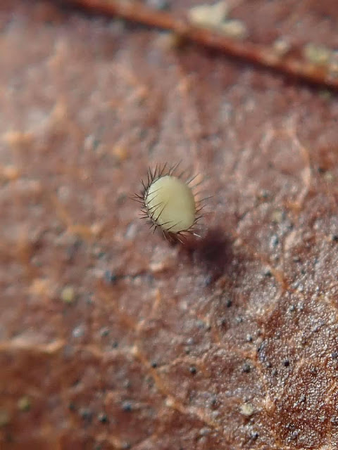 艾~台灣的真菌手札 (Emily, Amy & Allan's Taiwan fungi journal): 【No.256 ...