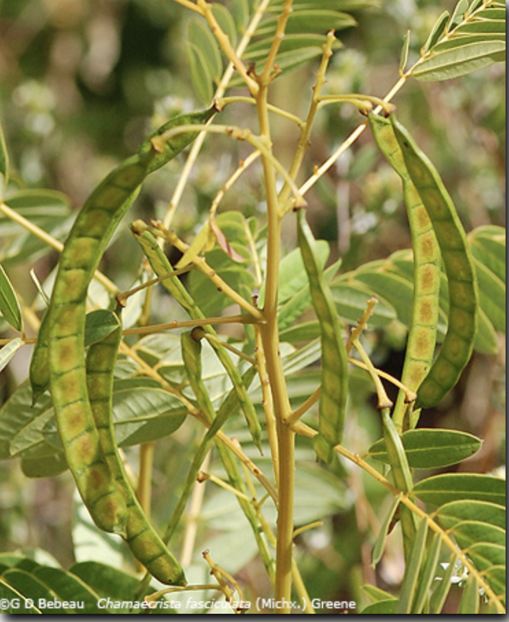 clay and limestone: Wildflower Wednesday: Partidge Pea, a Fabulous ...