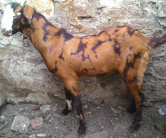 Breeds of Sheep & Goat