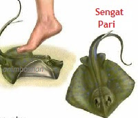 Anim Agro Technology: FAKTA IKAN PARI