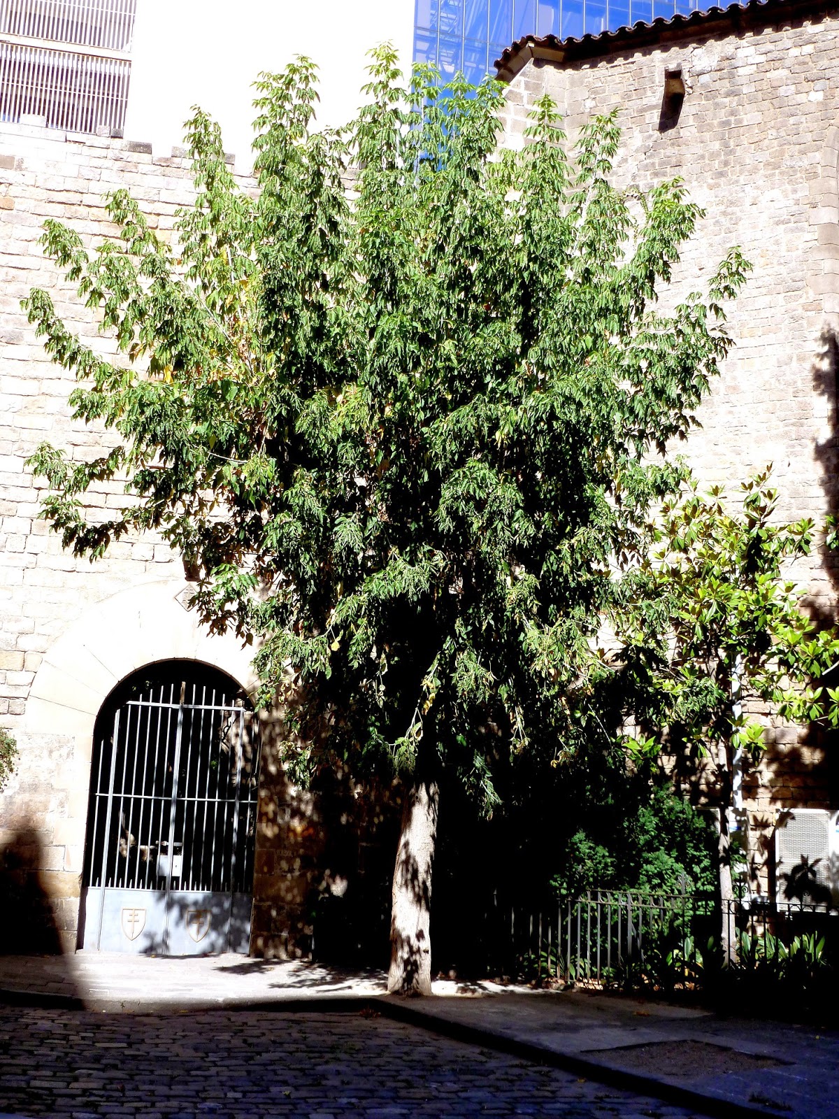 Árboles con alma: Negundo. Arce americano. Bordo. (Acer negundo)