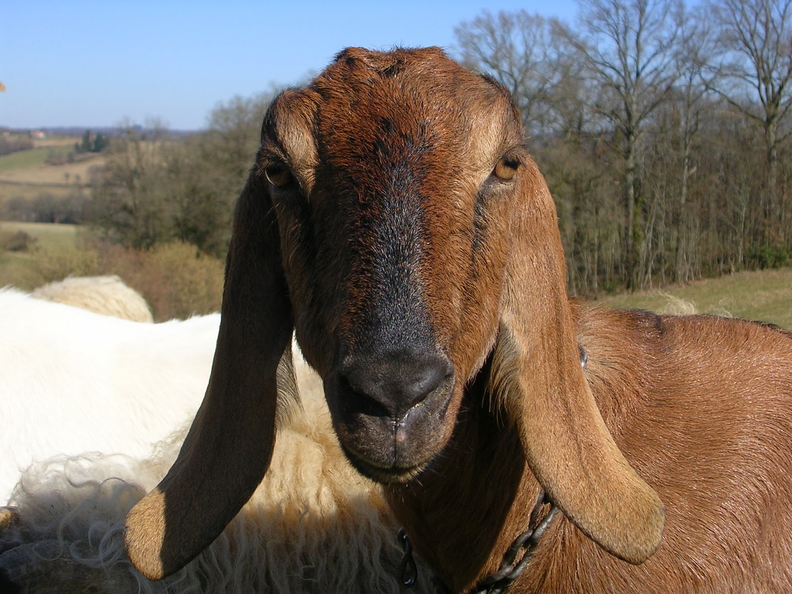 la chèvre anglo-nubienne: Nos mères