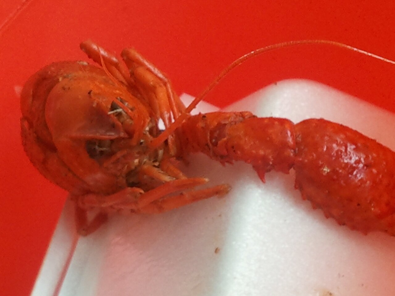 Life as I know it... CRAZY!: Crazy Crawfish in My Crazy Beautiful Hometown!