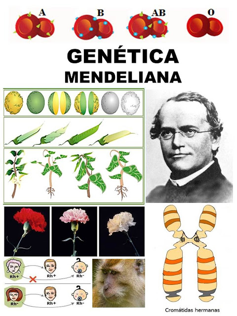 Biología UTP: GENÉTICA MENDELIANA