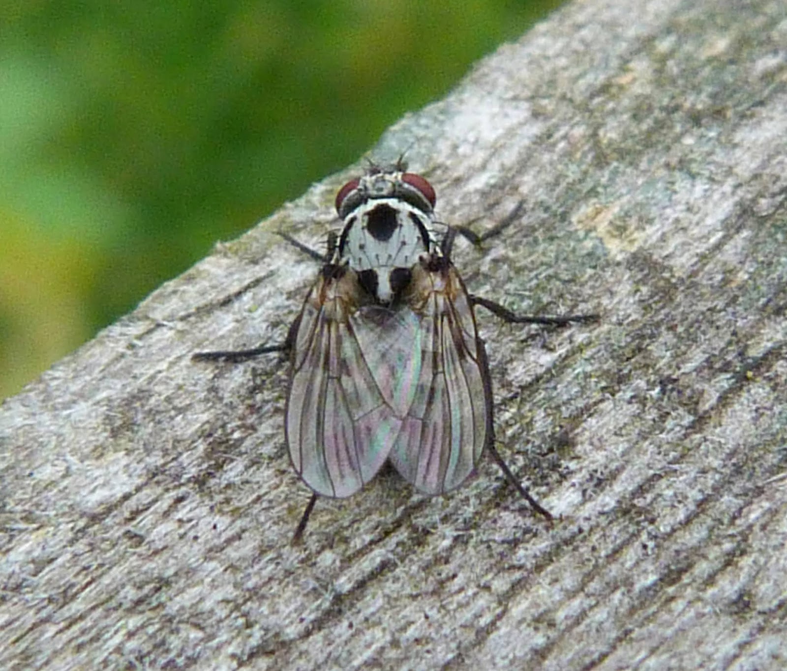 Insects of Scotland: Other Flies/Picture-wing Flies