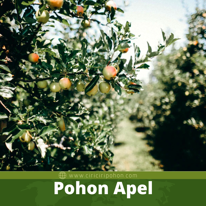 Fakta Unik Tentang Pohon Apel yang Mungkin Anda Belum Ketahui - Ciriciripohon.com