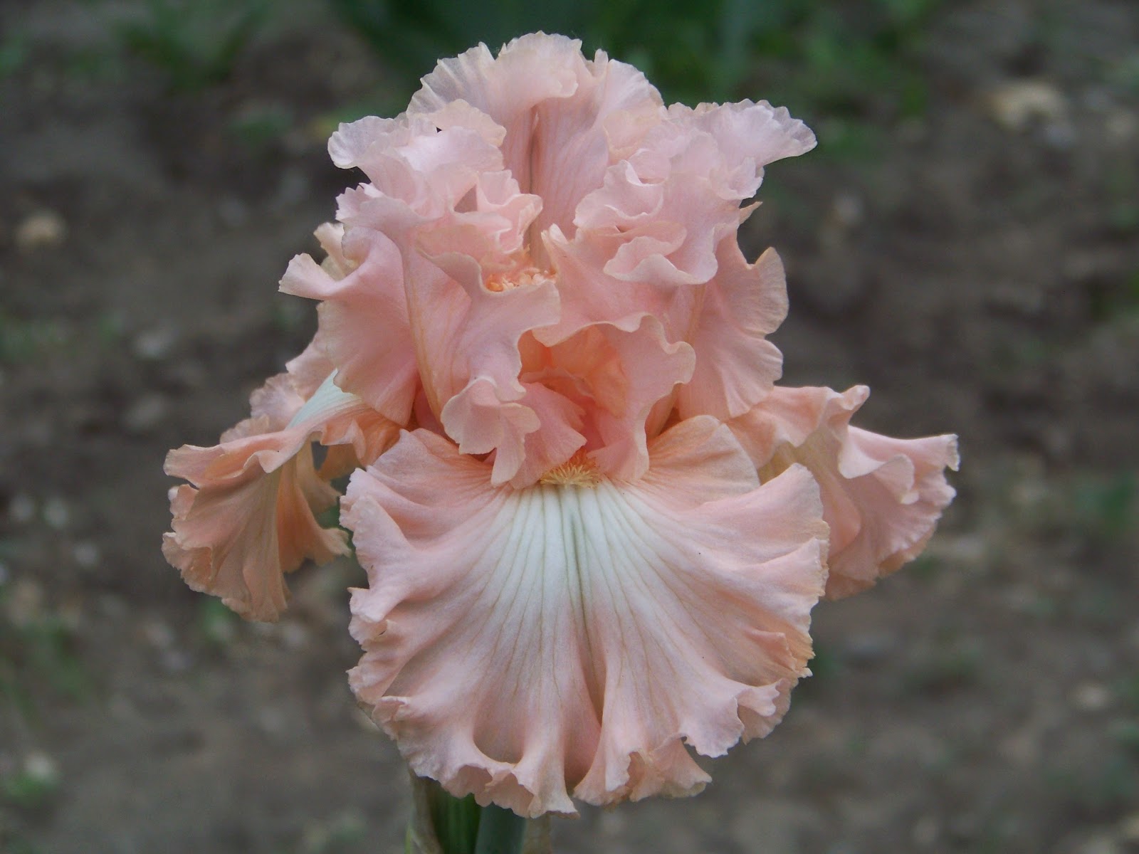 World of Irises: TALL BEARDED IRIS, MY FAVORITE PINKS, PART ONE