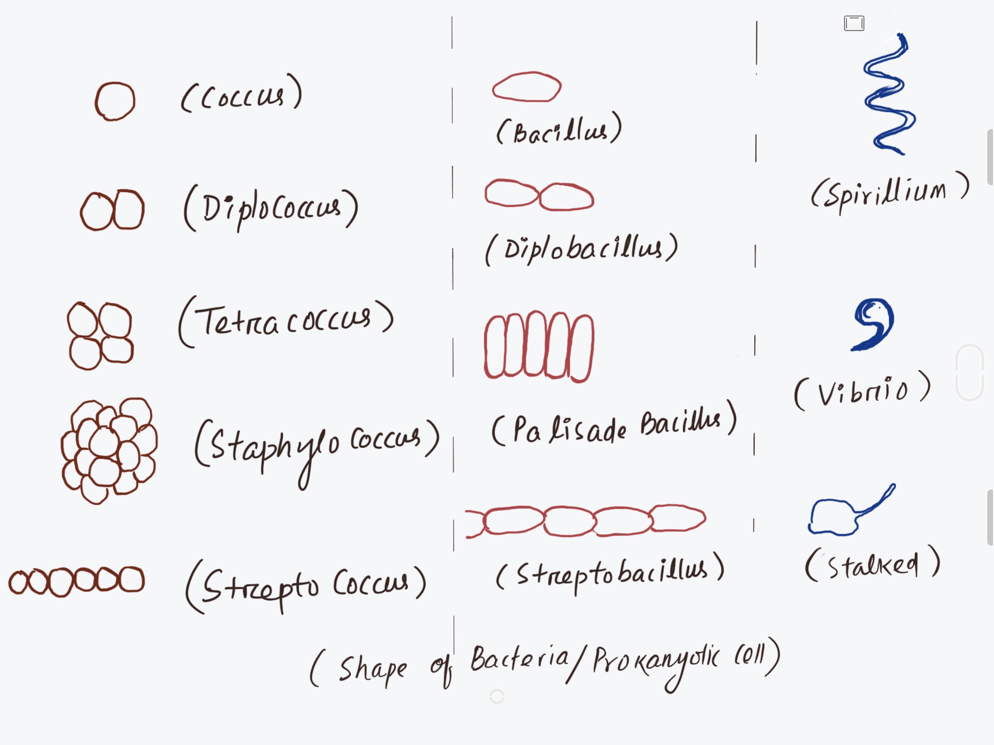 Prokaryotic-Bacteria-Cell | Notes by UKSir | Cell Bio- 3 - Bio Course ...