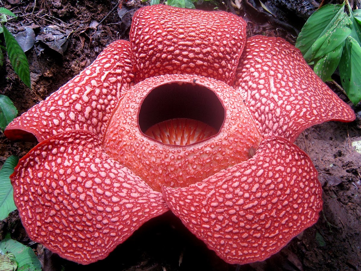 Blok888: Top 10 Weirdest Flowers in the world