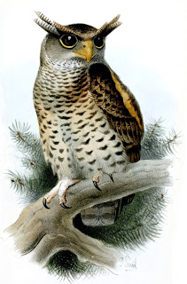 ShukerNature: SRI LANKA’S DEVIL BIRD – INVESTIGATING A DEVIL OF A MYSTERY