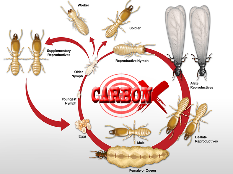 PEMAHAMAN DAN TATA CARA PENGENDALIAN RAYAP