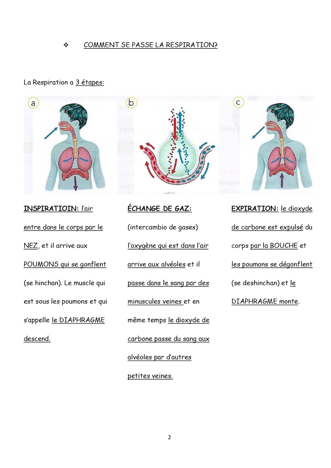 CEIP Pío XII Huesca: exercices LA RESPIRATION