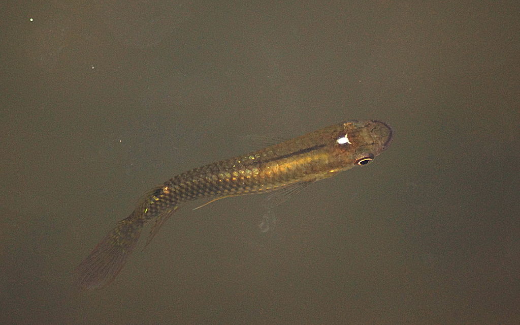 Blue Panchax (Aplocheilus panchax)