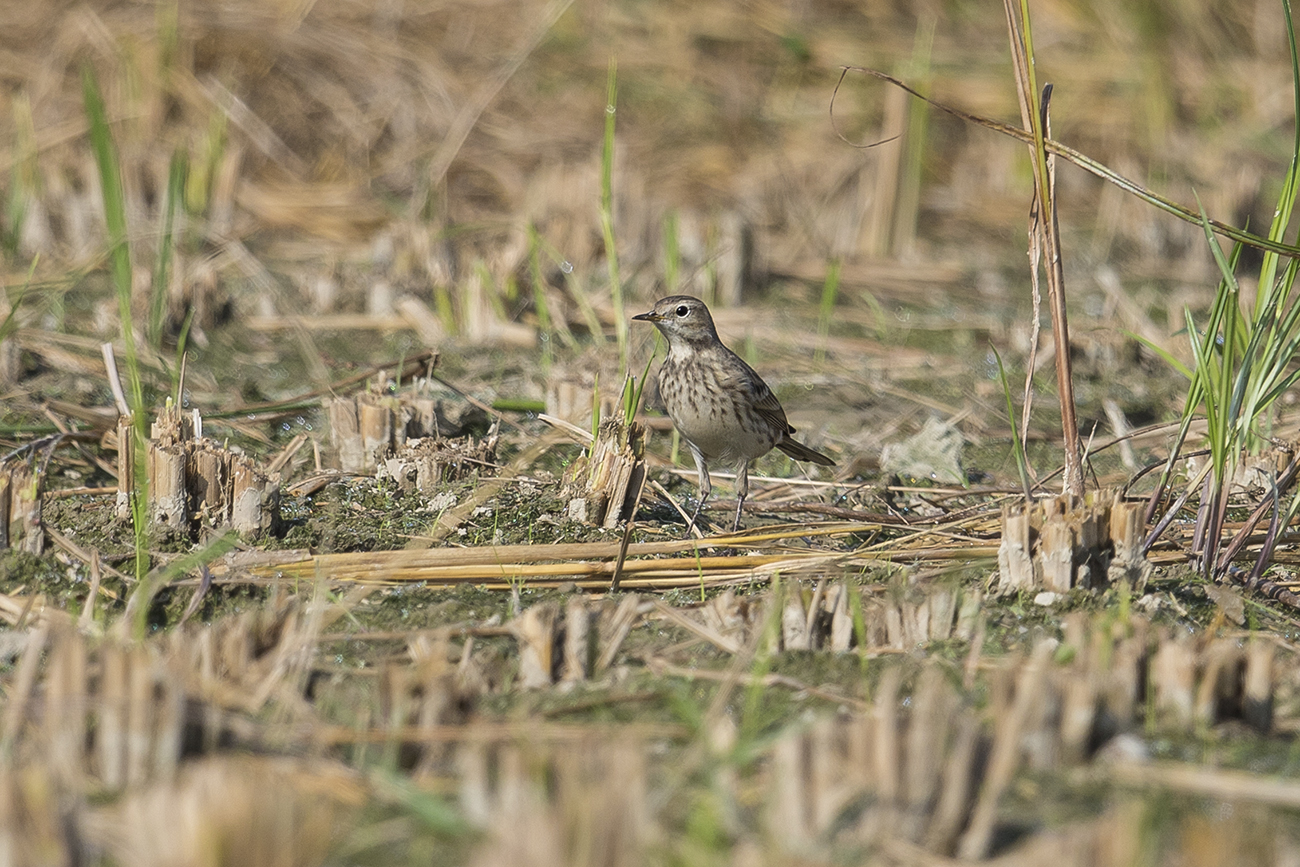 As The Crow Flies - a Hong Kong Birding Blog: Double Rarities - Chinese ...
