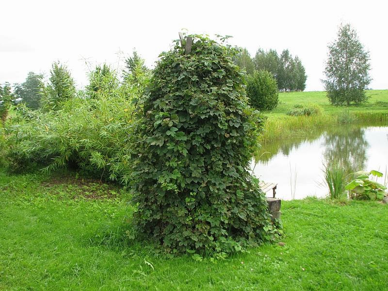 kahe valla piiri peal: väänikud väändikud