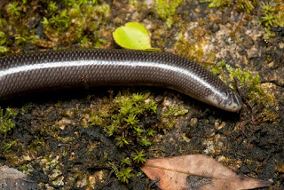 Ular Asli Indonesia: Typhlopidae