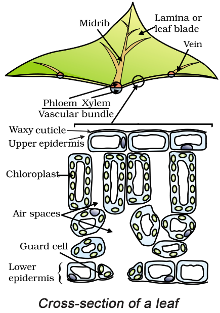 Chapter 6: Life Processes | CBSE Class 10 | NCERT Notes - NotesPedia