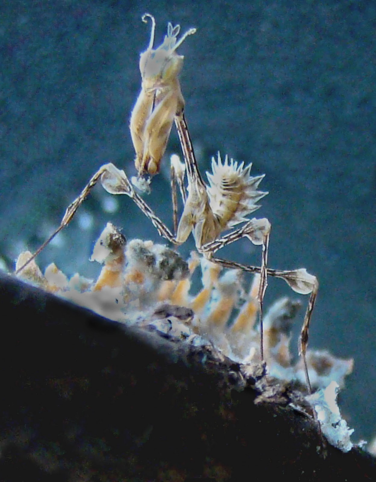 Insects of Kerala: PRAYING MANTIS-2