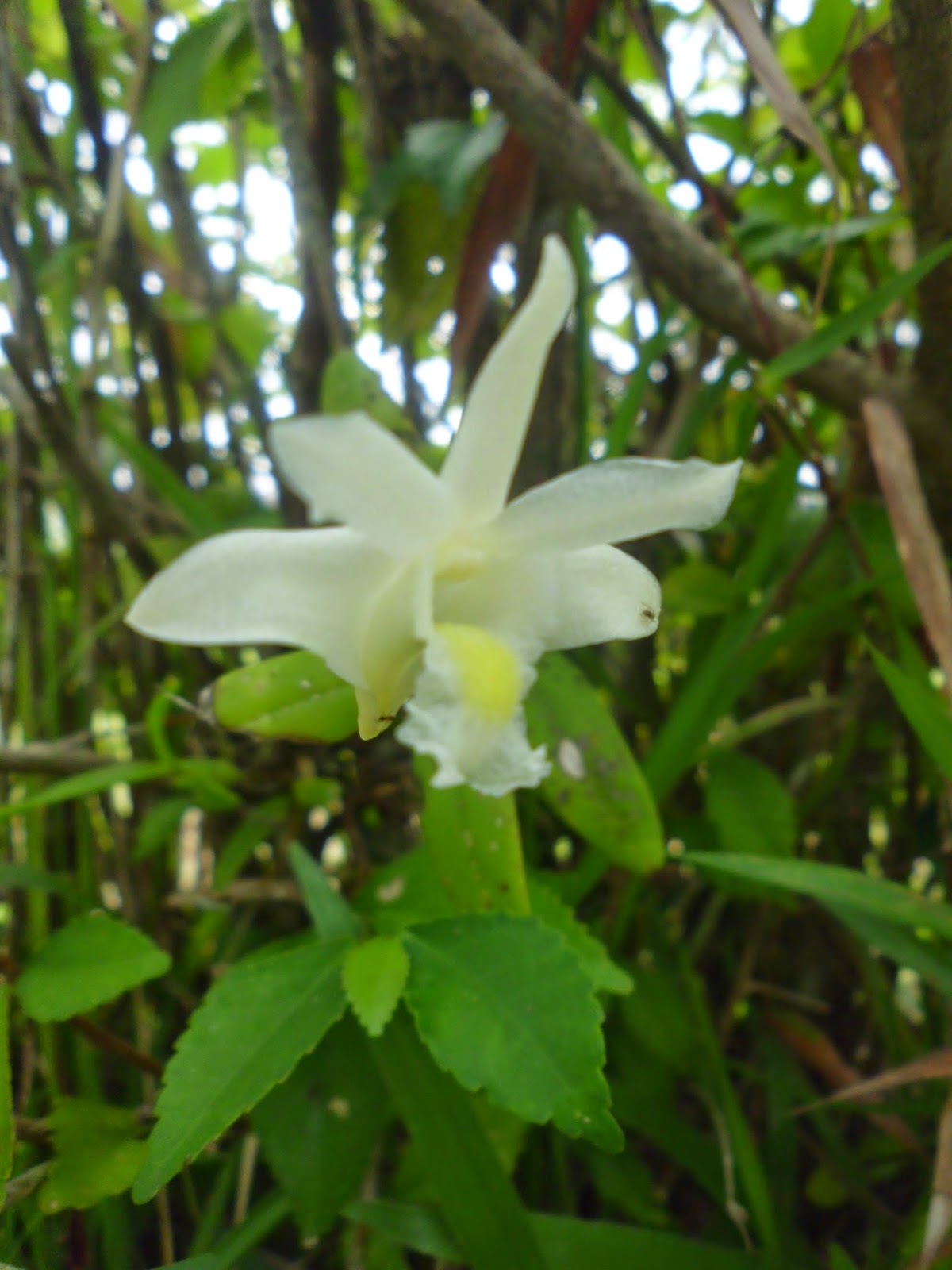 Anggrek merpati (Dendrobium crumenatum) - Trio Candra