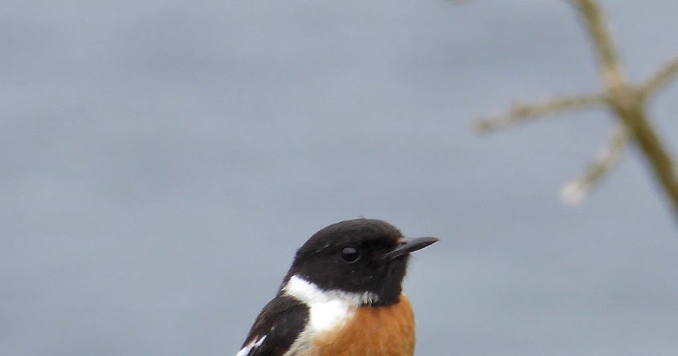 Nature and Weather in SE England: June birds