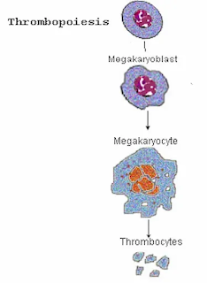Hematopoiesis: the process of the formation and development of blood cells.