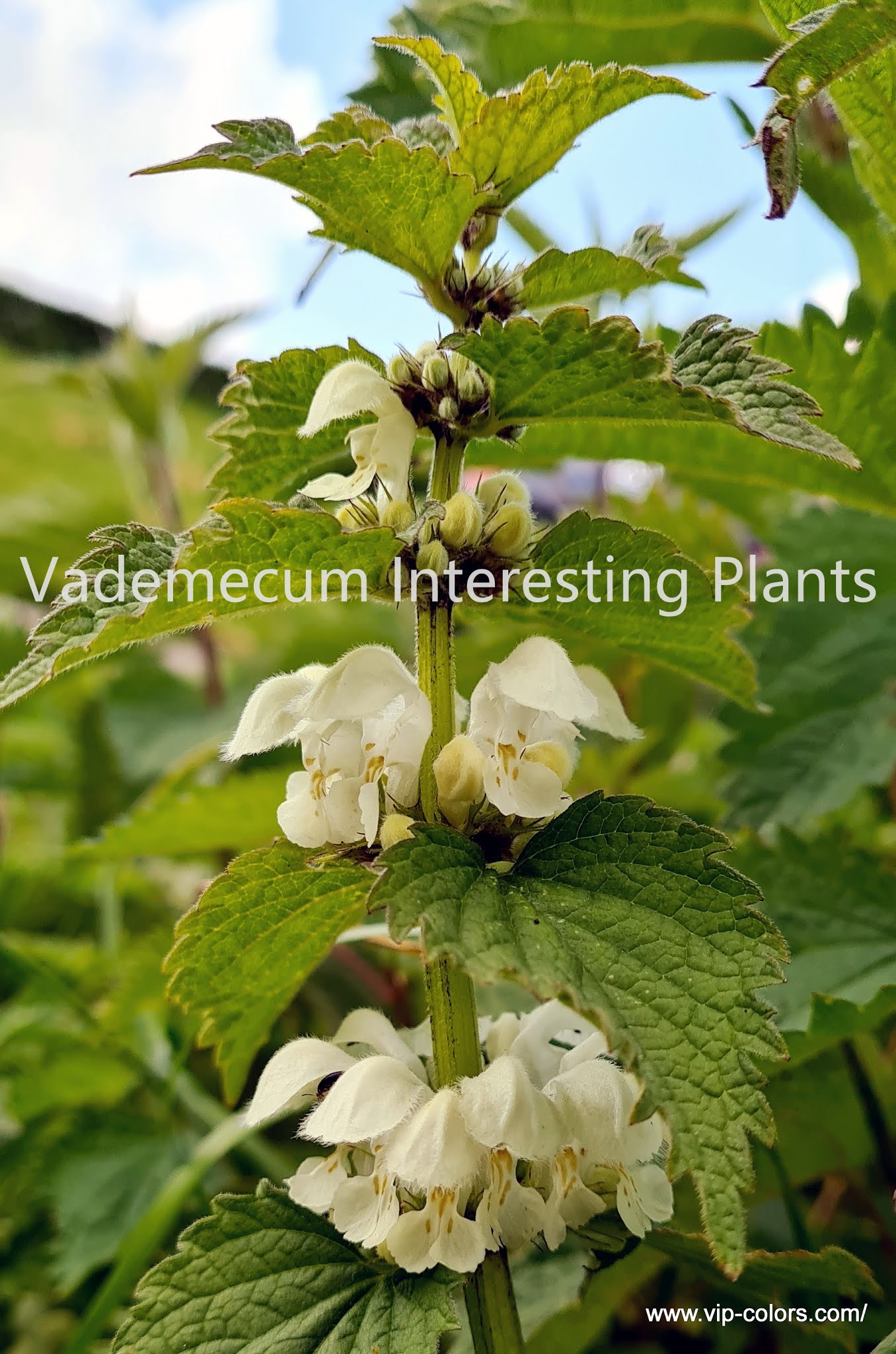 Vademecum Interesting Plants: Lamium album - Jasnota biała - Witte ...