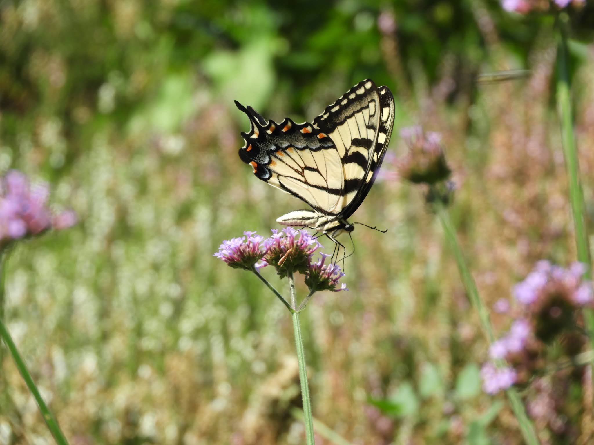 The Company of Nature: Walking With Butterflies in Fort Tryon Park