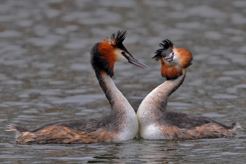 De Natuur van Huub Reulen: De Fuut