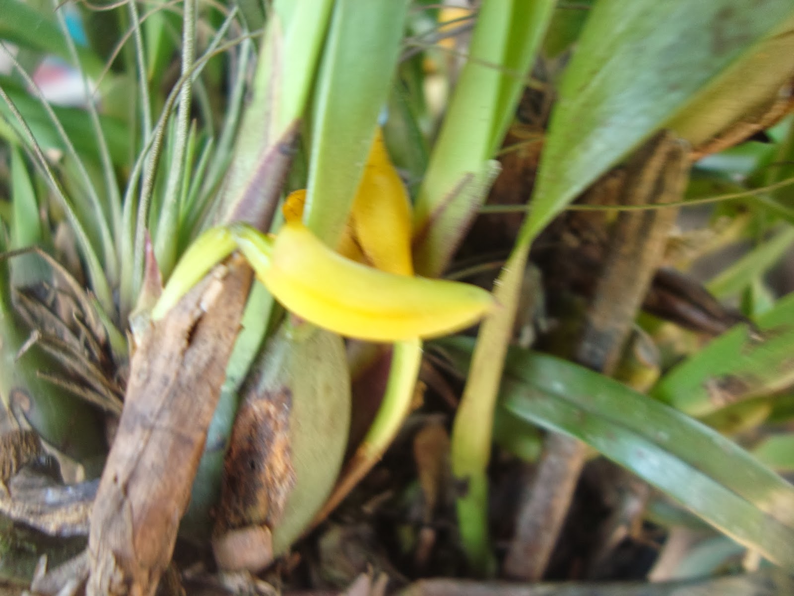 Orquídeas HElid: Maxillaria Variabilis / Maxillaria Chiriquensis