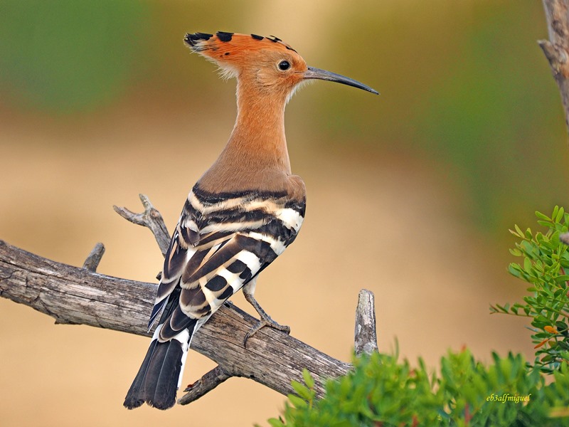 Miguel fotografia: Abubilla común (upupa epops)