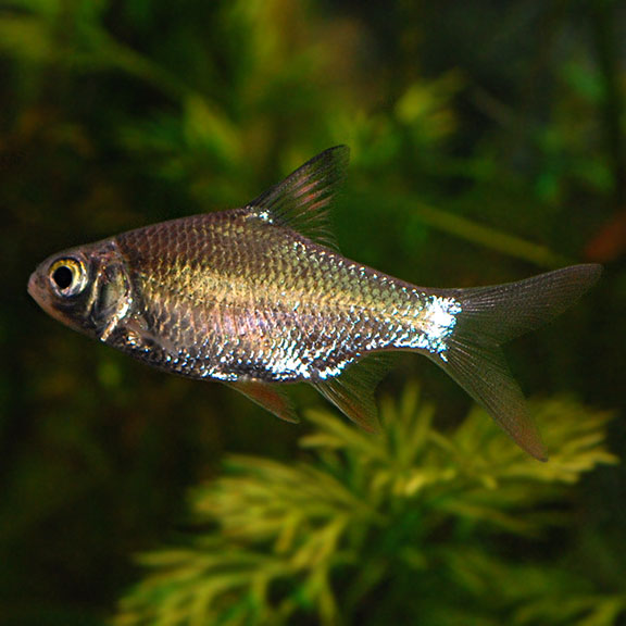 Colorful Barbs for large community aquarium