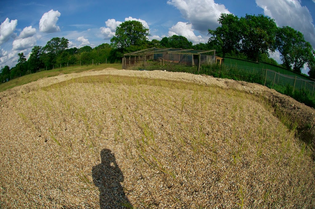 British Wildlife Centre ~ Keeper's Blog: Reed Bank