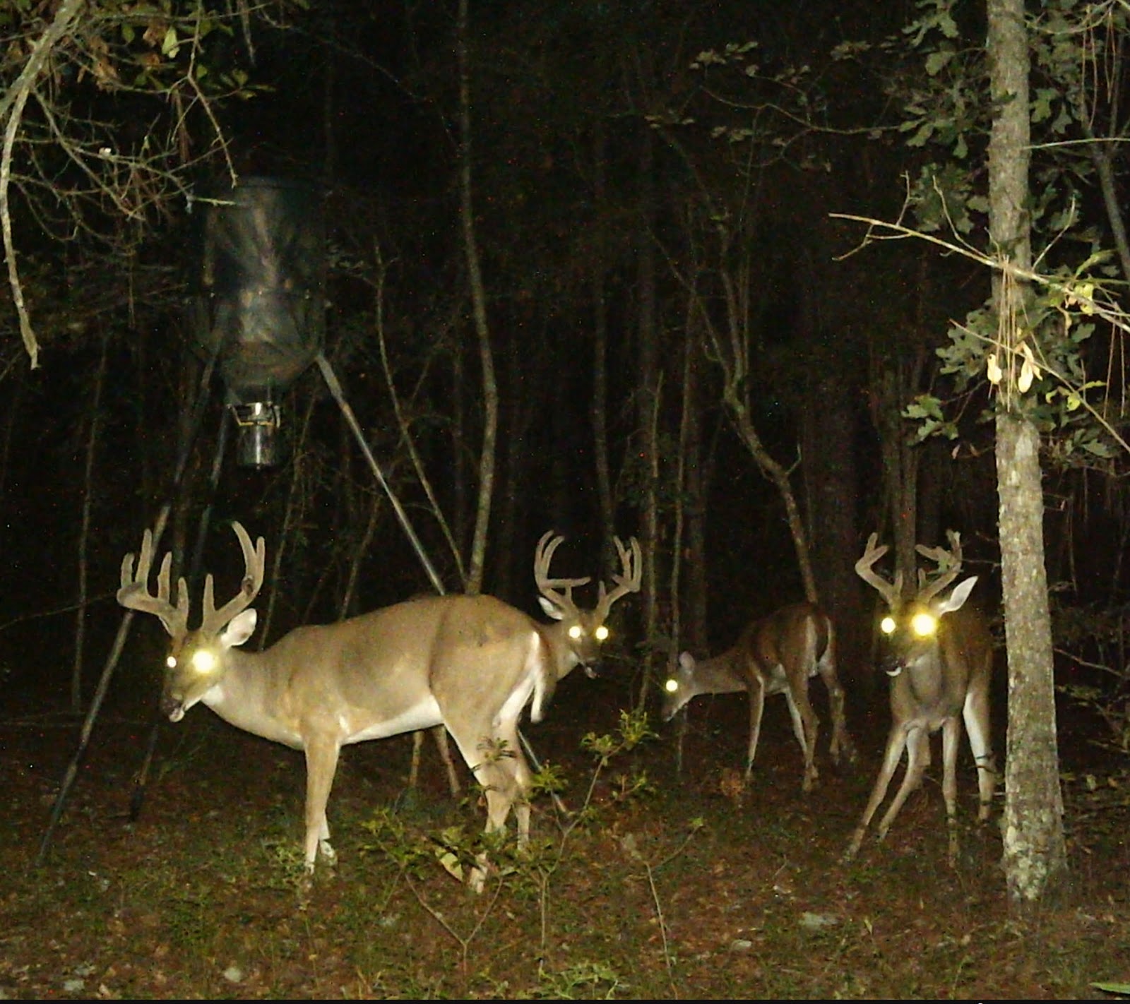 Real Life Outdoors: Venison Free Deer Season