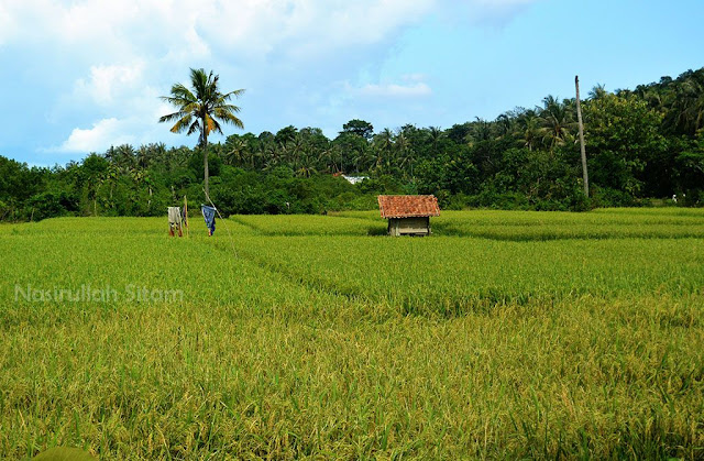 Kala Padi Menguning di Persawahan Karimunjawa - Nasirullah Sitam