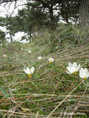 The Country Of Crocuses: Crocus candidus