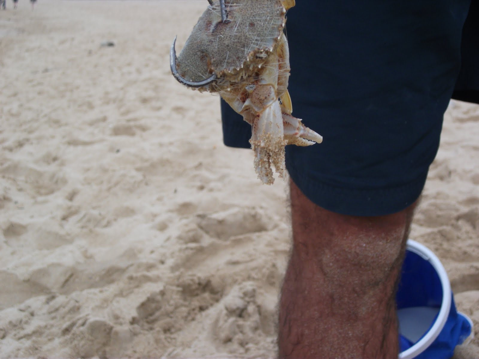 Angling: Chokka bait for white steenbras