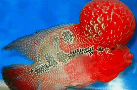 7 Jenis Ikan Louhan Beserta Harga dan Cara Merawatnya LENGKAP - Hewan ...