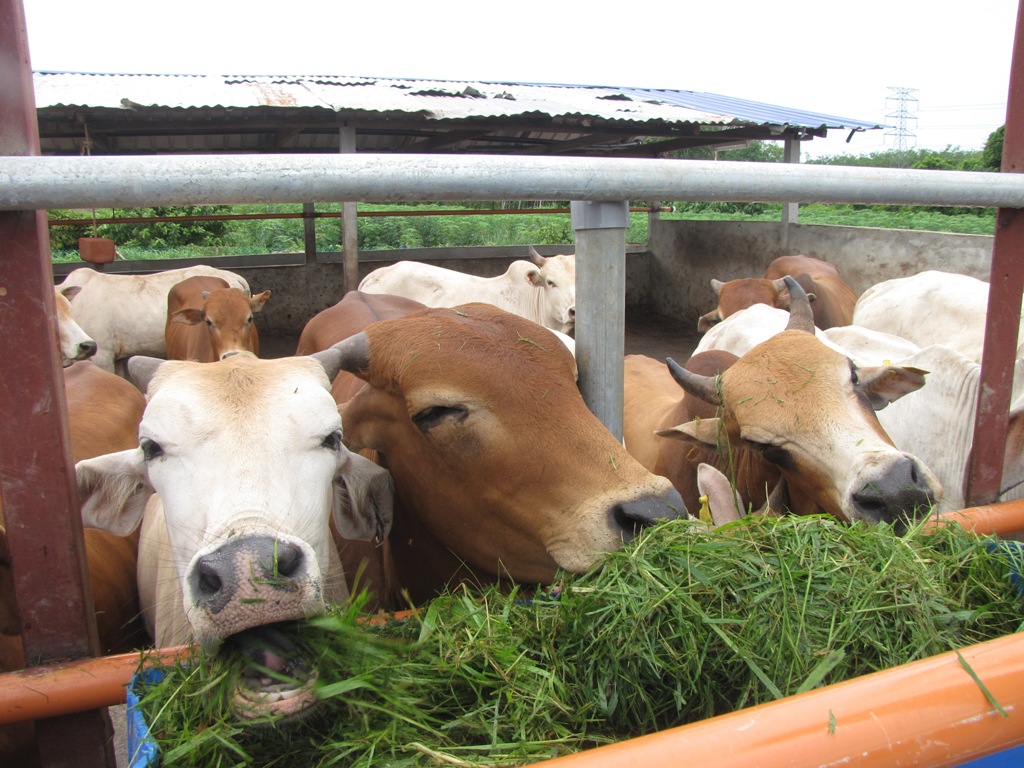 Laka Temin Silaj Sdn Bhd: Jualan Lembu Korban 2011