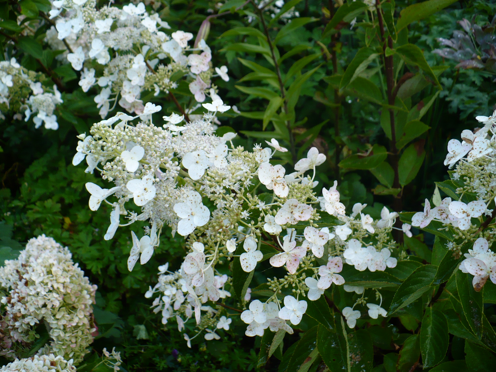 Hydrangea, Hortensja: Hydrangea paniculata (Hortensja bukietowa) 'Pee Wee'