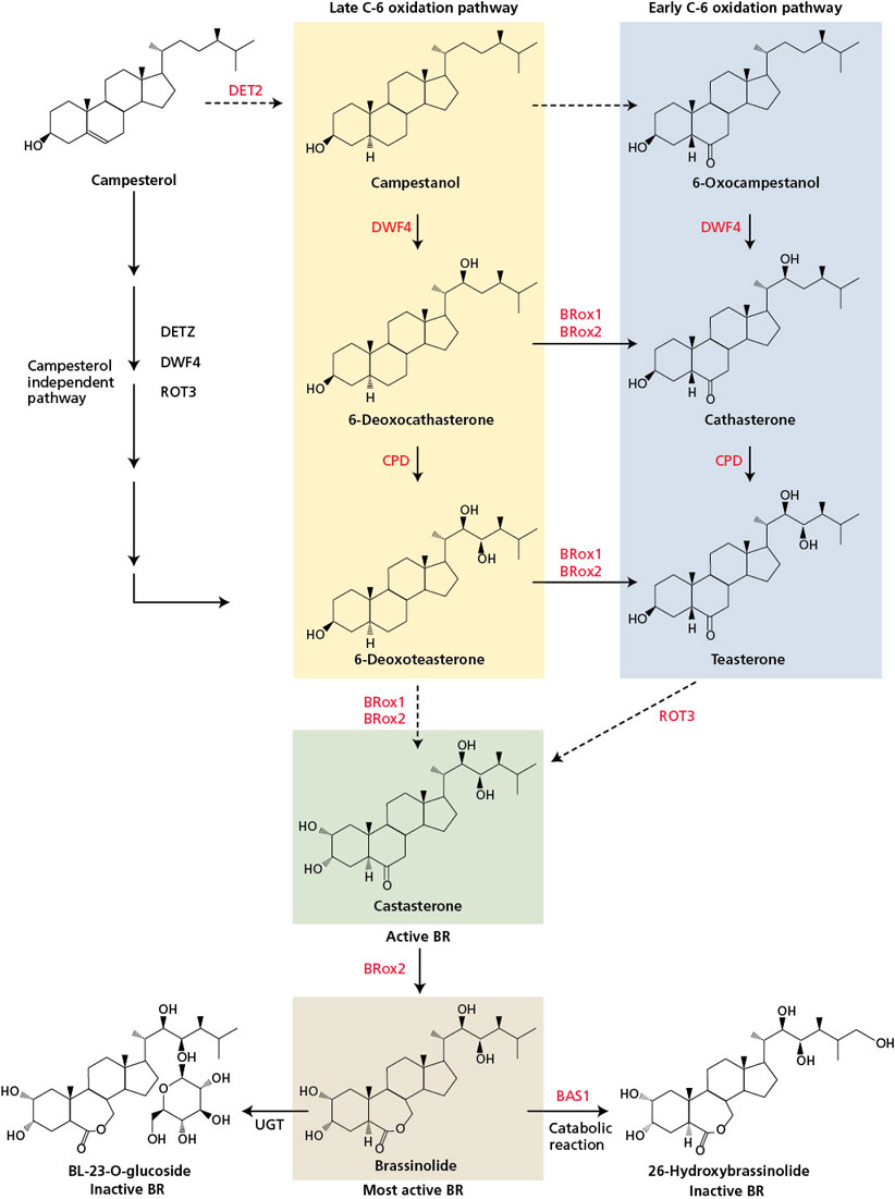 Biologia - nauka o życiu: Fitohormony - Rola hormonów roślinnych.