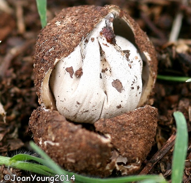 South African Photographs: Earth Star mushroom ( Geastrum)