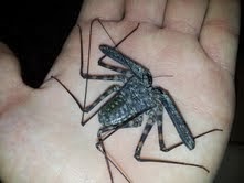 Alma biológica: El solífugo, araña camello o escorpión del viento