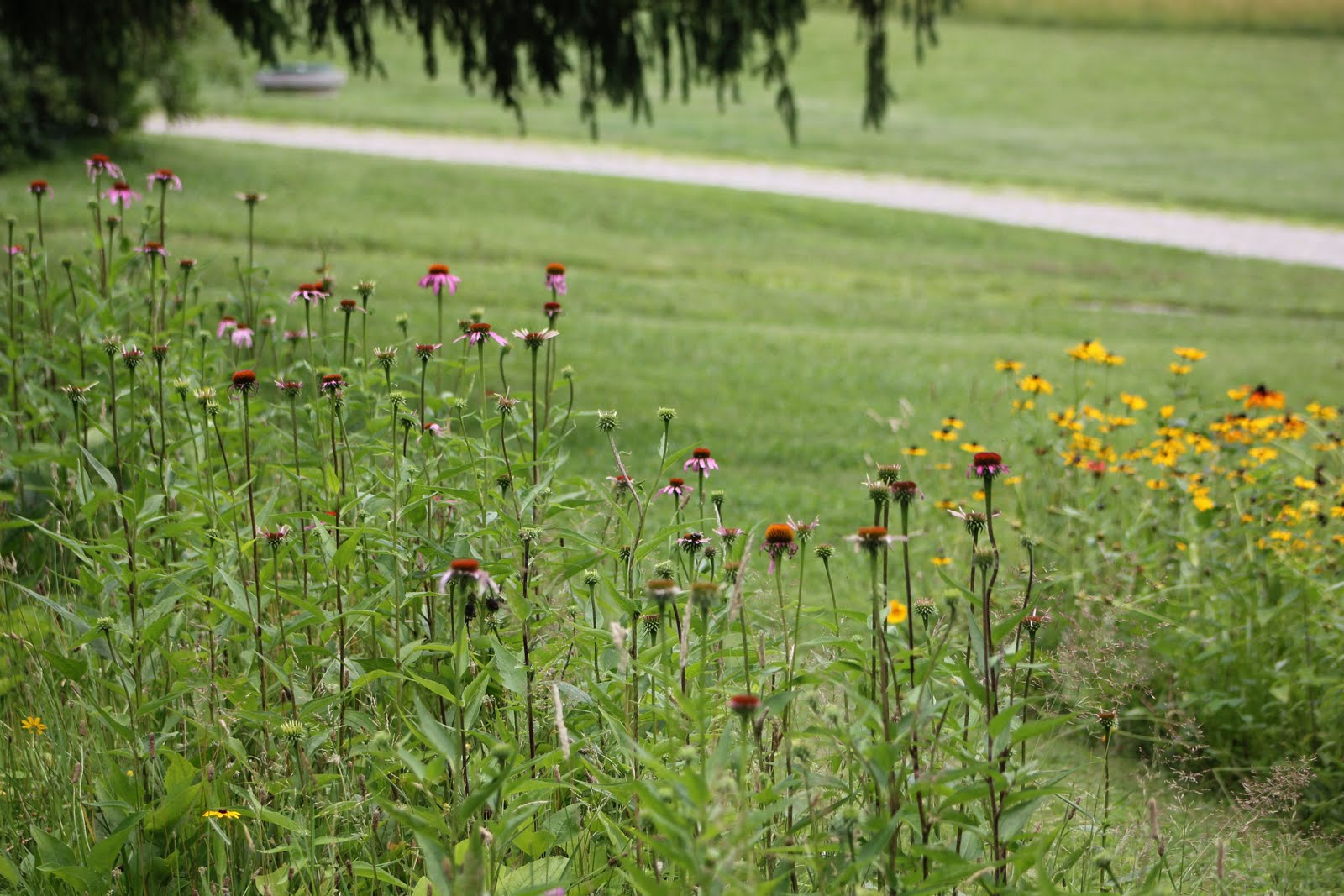 Beyond My Garden: Wildflower Patches