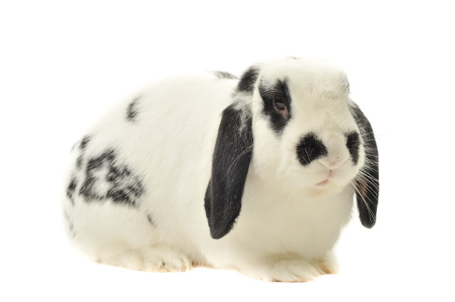 Info. Animales Domésticos: El conejo (Oryctolagus cuniculus)