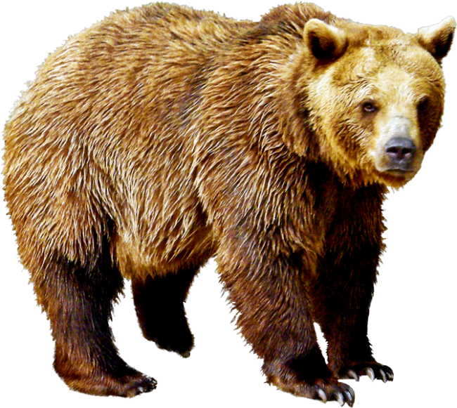 ® Gifs y Fondos Paz enla Tormenta ®: OSOS