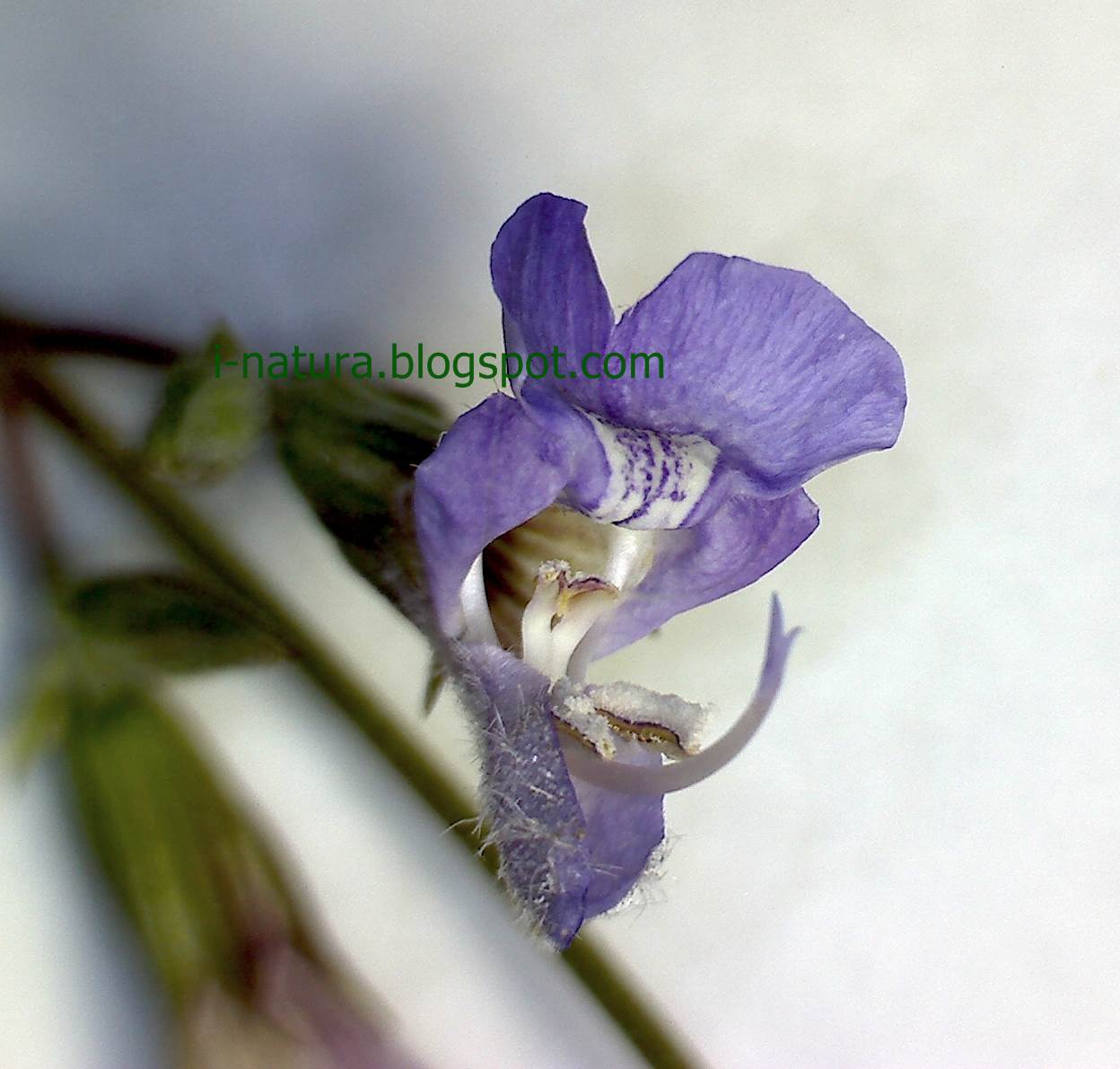 i-natura: agosto 2013