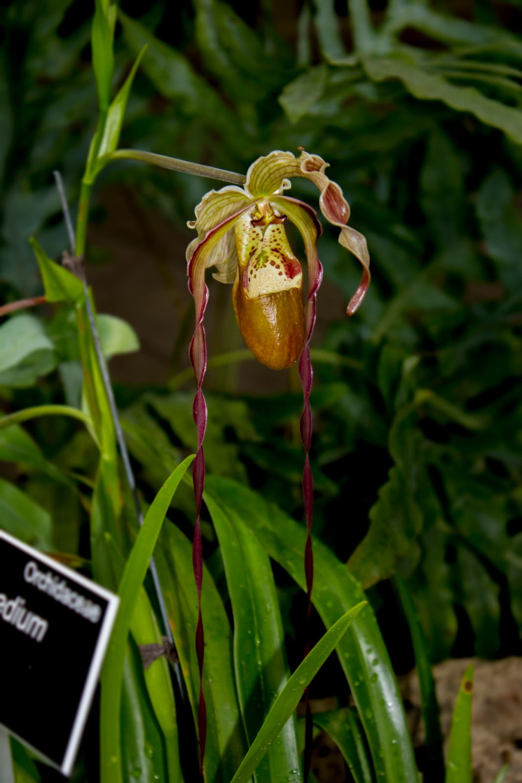 Maria's Orchids: Orchids from the DC Botanic Garden--all about the ...