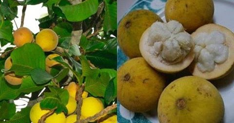 Nih Dia Khasiat Buah Kecapi yang Bisa Bikin Anda Terkejut